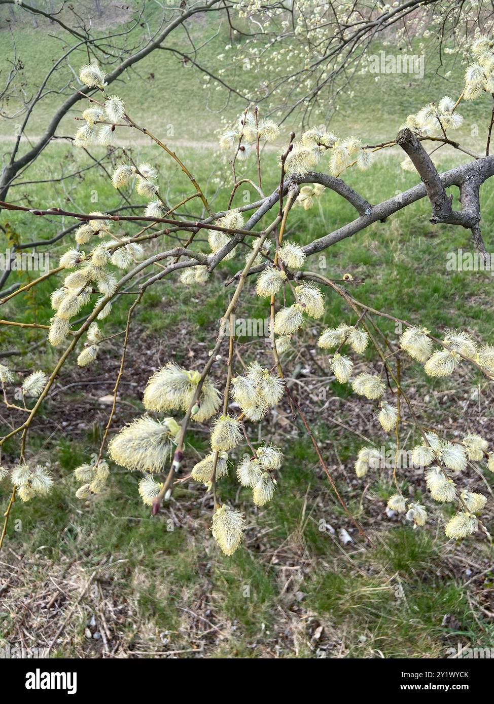goat willow (Salix caprea) Plantae Stock Photo - Alamy