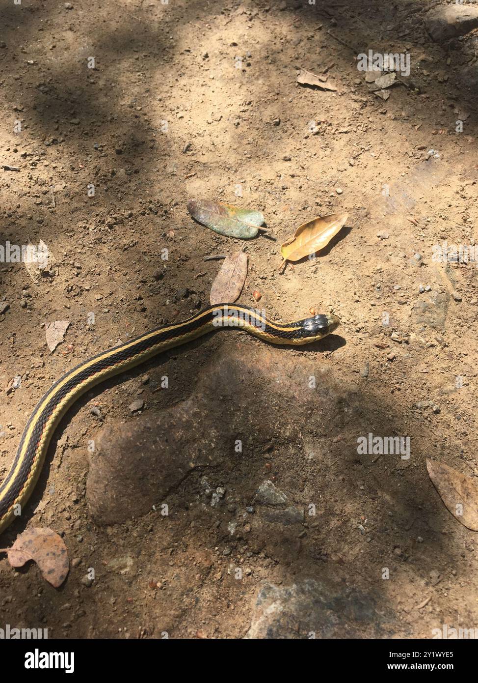 Valley Garter Snake (Thamnophis sirtalis fitchi) Reptilia Stock Photo ...