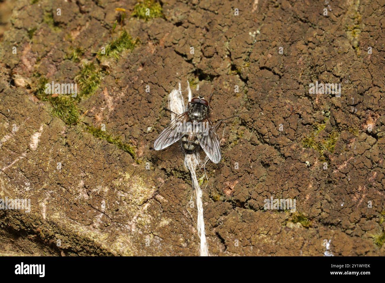 Cluster Flies (Pollenia) Insecta Stock Photo - Alamy