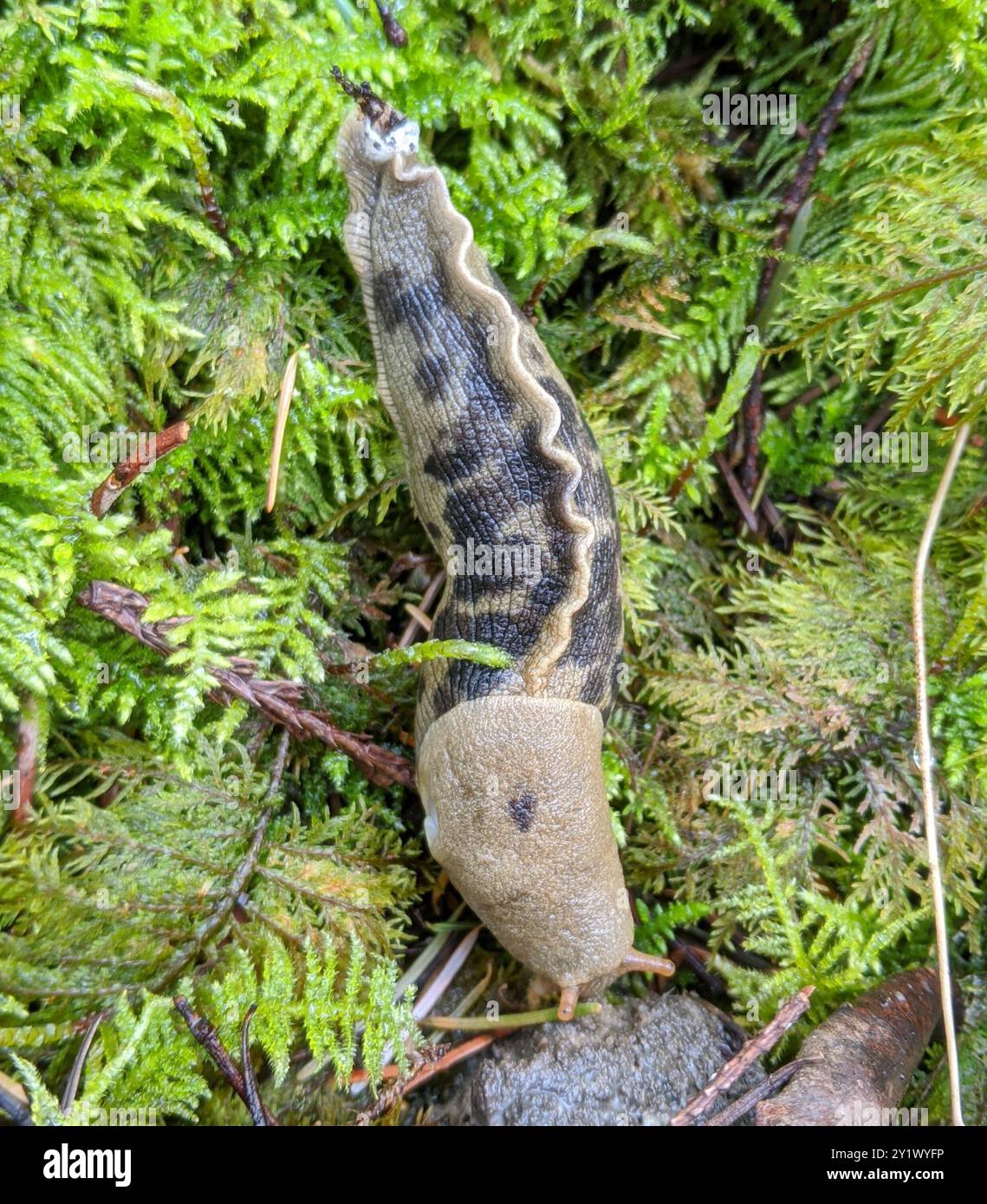 Pacific Banana Slug (Ariolimax columbianus) Mollusca Stock Photo - Alamy