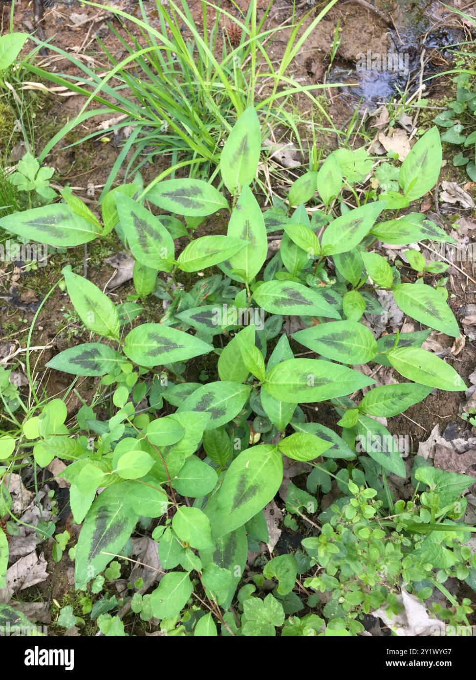 American jumpseed (Persicaria virginiana) Plantae Stock Photo - Alamy