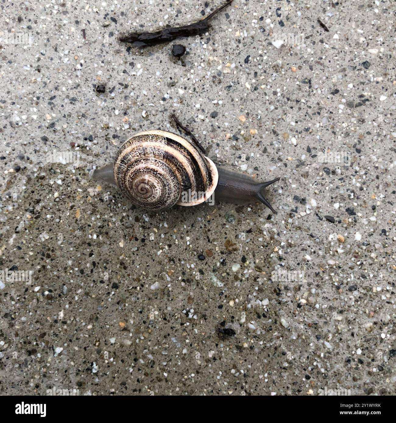 Milk Snail (Otala lactea) Mollusca Stock Photo - Alamy