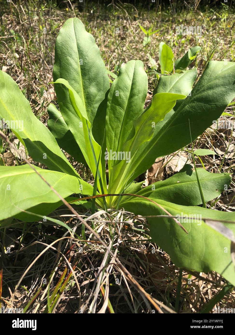 American columbo (Frasera caroliniensis) Plantae Stock Photo - Alamy