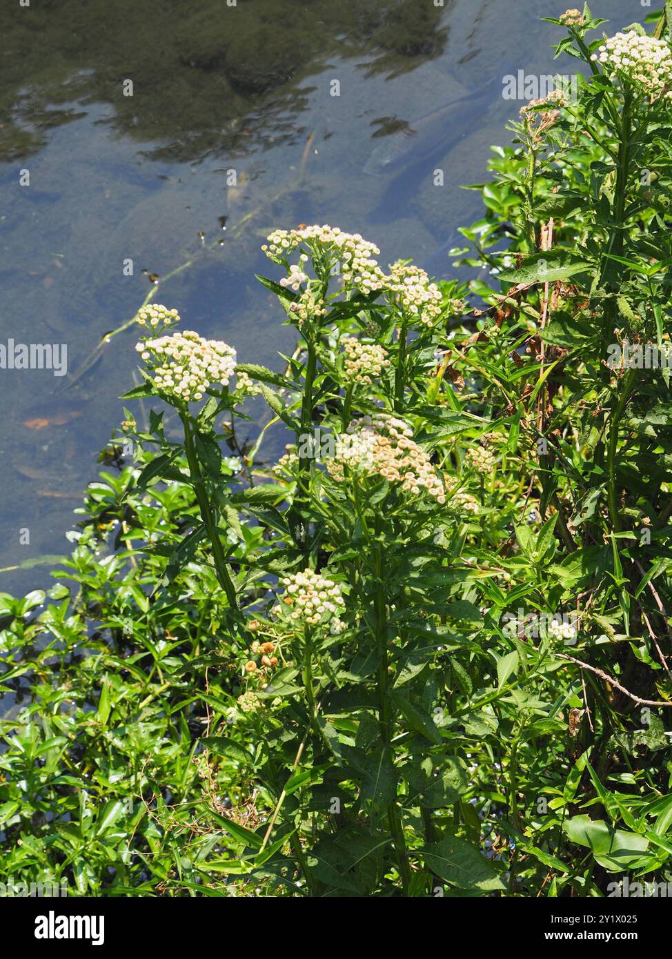 Wingstem Camphorweed (Pluchea sagittalis) Plantae Stock Photo - Alamy