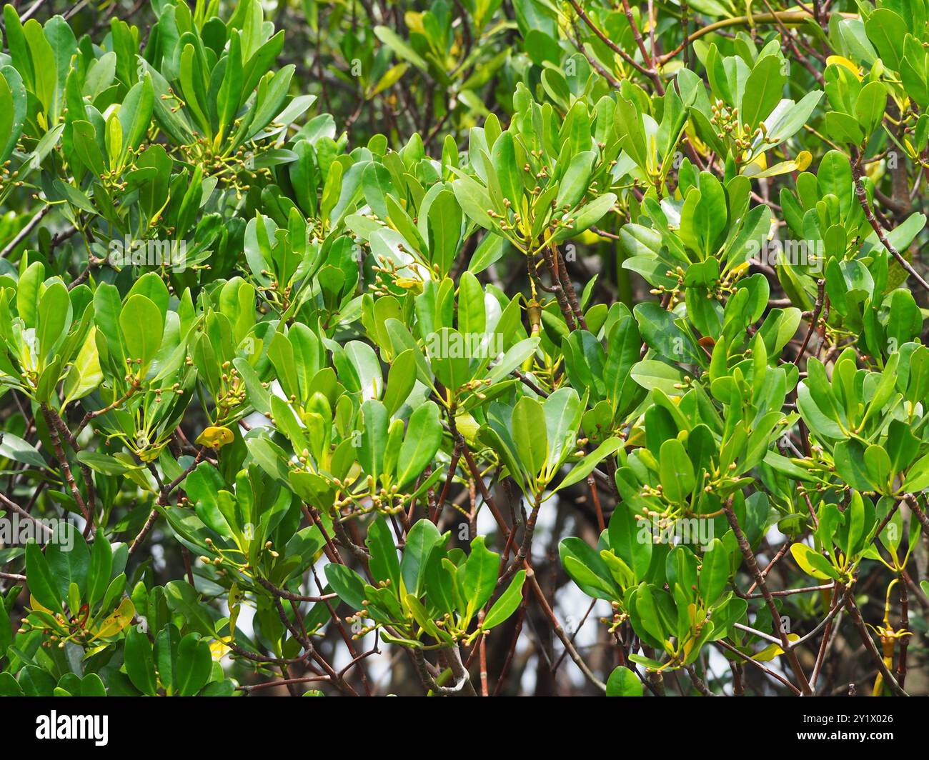 (Kandelia obovata) Plantae Stock Photo - Alamy