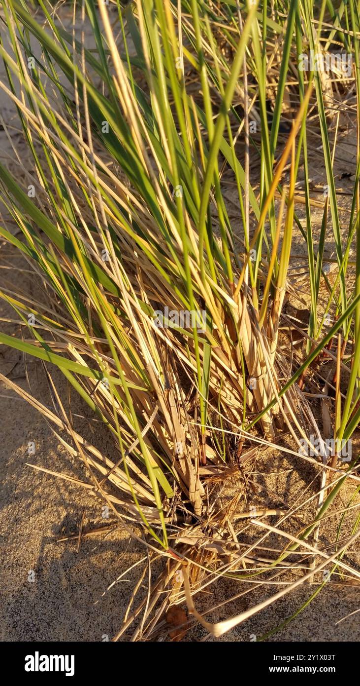 grasses (Poaceae) Plantae Stock Photo - Alamy