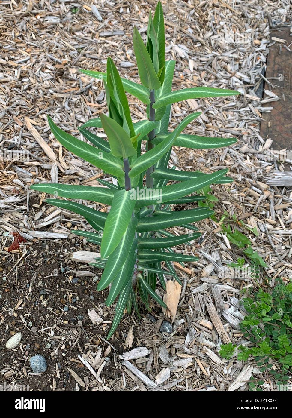 caper spurge (Euphorbia lathyris) Plantae Stock Photo - Alamy