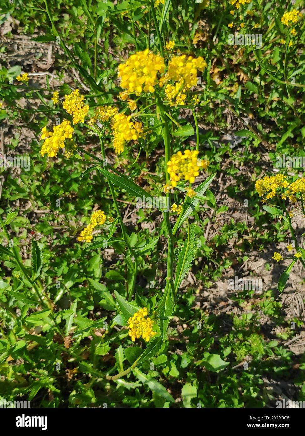 Amphibious Yellowcress (Rorippa amphibia) Plantae Stock Photo - Alamy