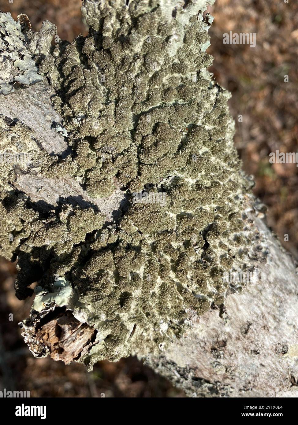 shield lichens and allies (Parmeliaceae) Fungi Stock Photo - Alamy