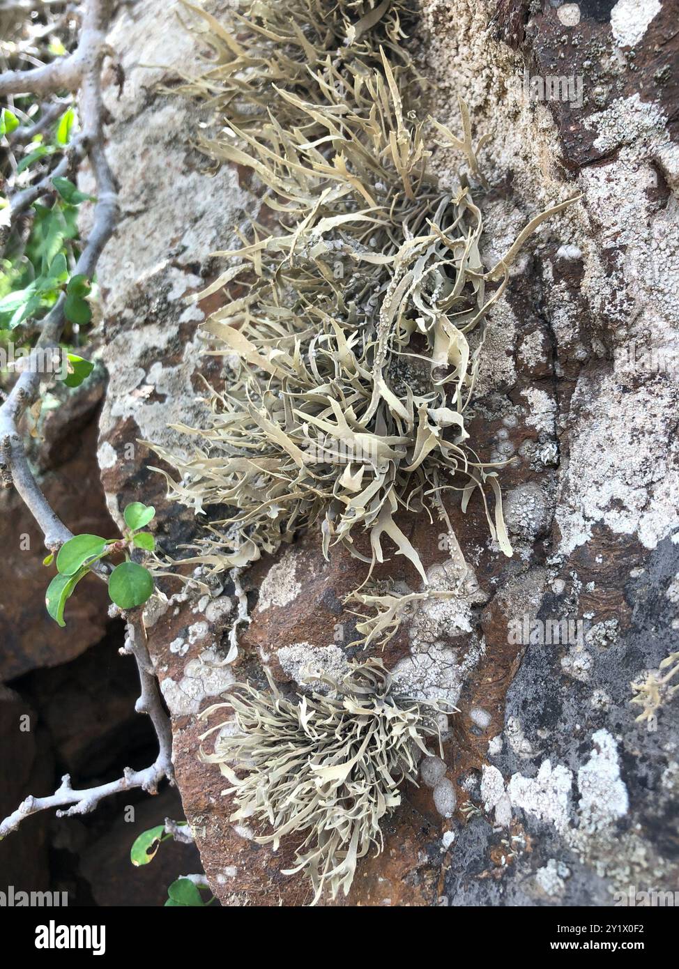 bushy lichens, sea-fog lichens, and allies (Ramalinaceae) Fungi Stock ...