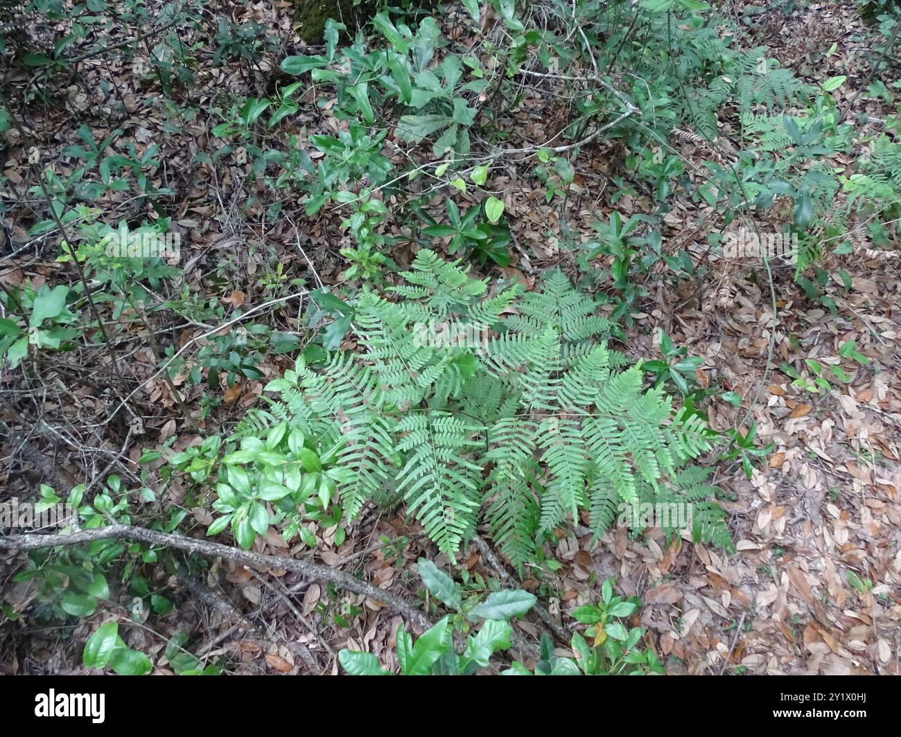 common bracken (Pteridium aquilinum) Plantae Stock Photo - Alamy
