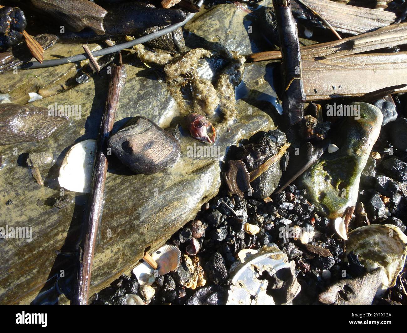 Eastern Mudsnail (Ilyanassa obsoleta) Mollusca Stock Photo - Alamy