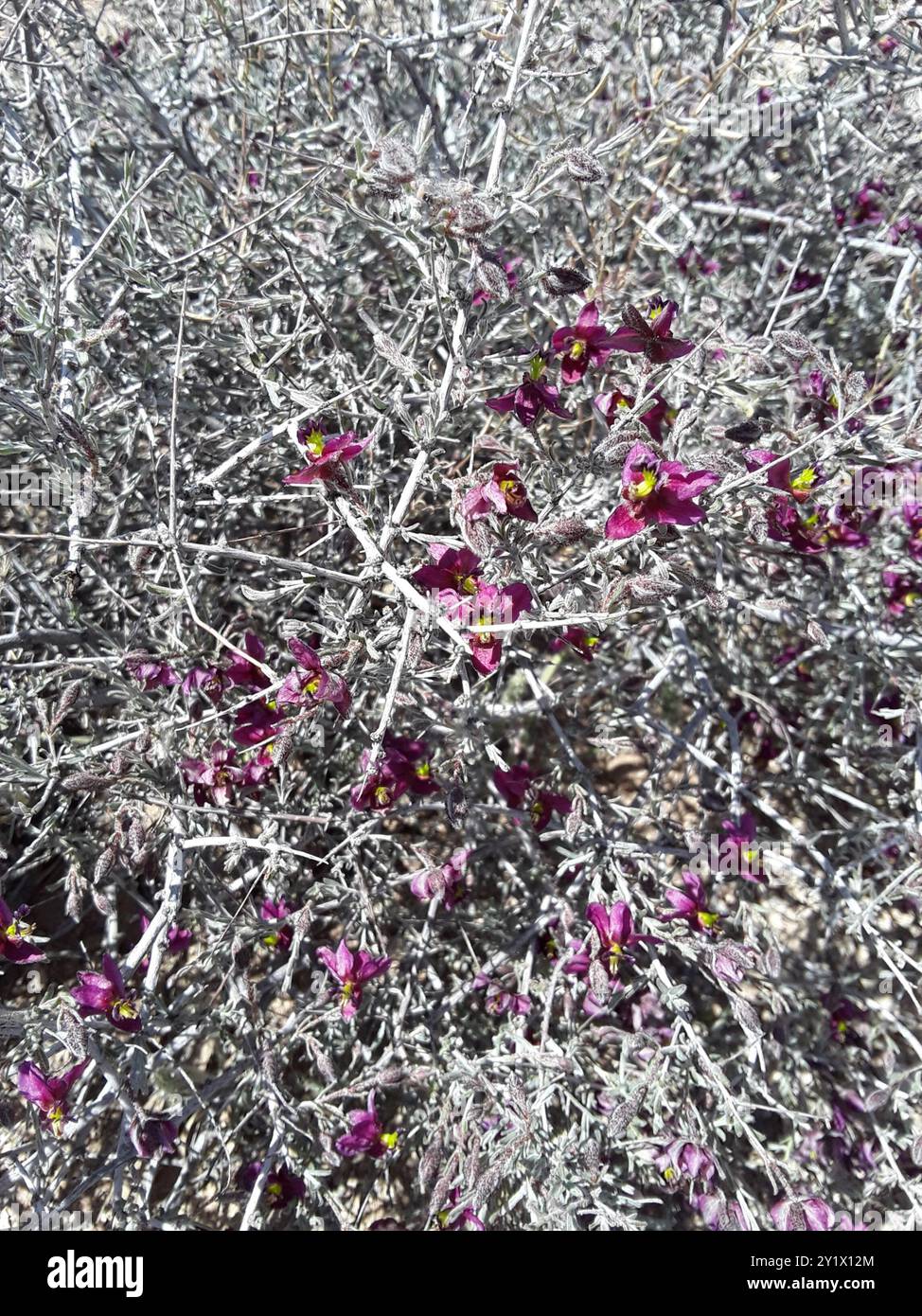 Littleleaf Rhatany (Krameria erecta) Plantae Stock Photo - Alamy