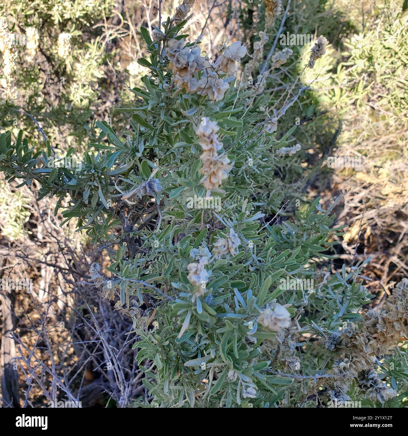 Fourwing Saltbush (Atriplex canescens) Plantae Stock Photo - Alamy