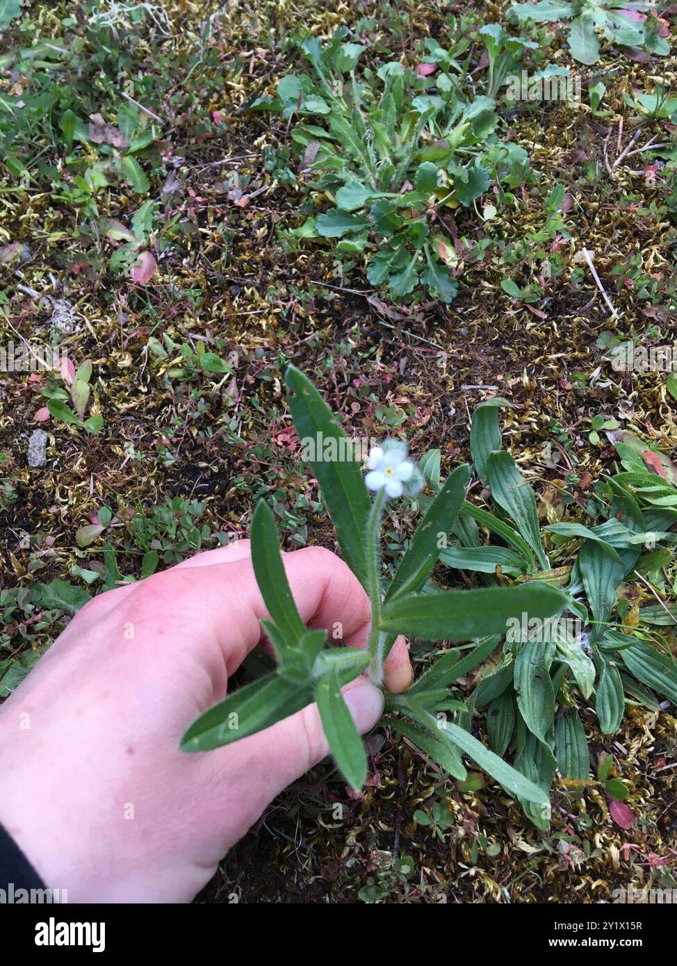 Clearwater cryptantha (Cryptantha intermedia) Plantae Stock Photo - Alamy