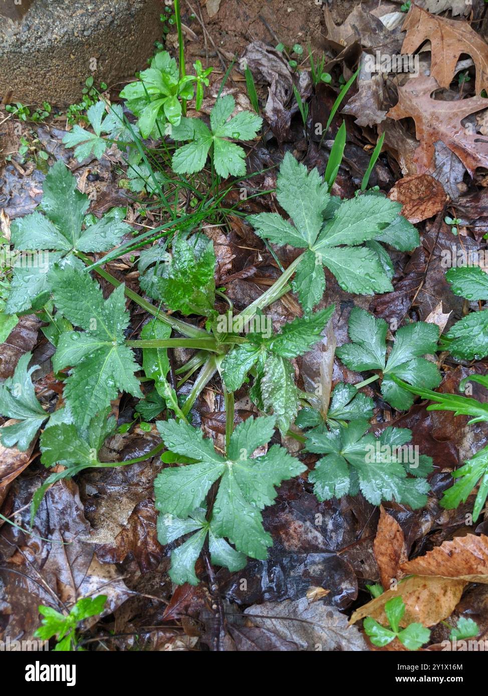 Black Snakeroot (Sanicula canadensis) Plantae Stock Photo - Alamy