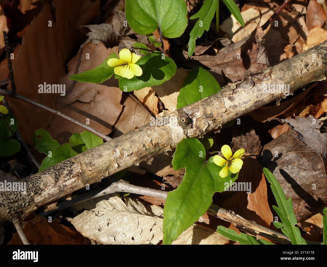 Halberd-leaved violet (Viola hastata) Plantae Stock Photo - Alamy