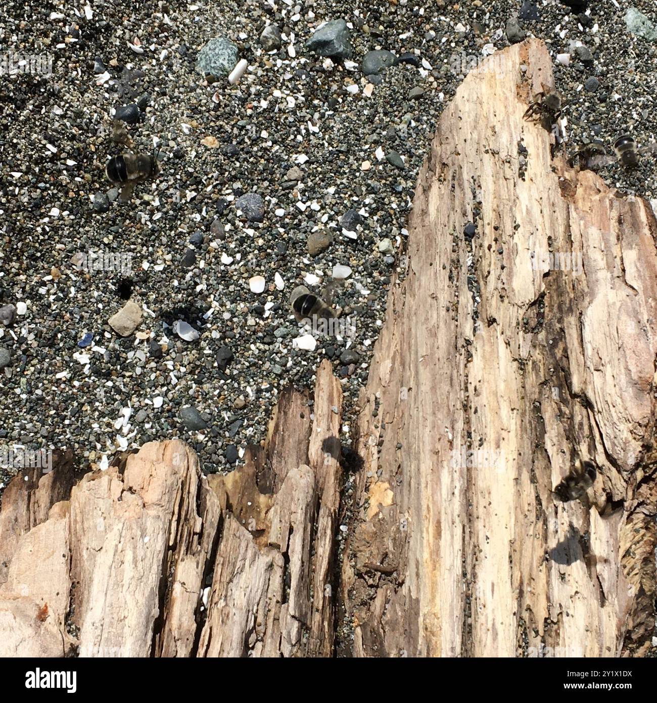 Honey Bees, Bumble Bees, and Allies (Apidae) Insecta Stock Photo - Alamy