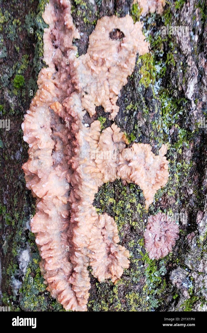 Wrinkled Crust (Phlebia radiata) Fungi Stock Photo - Alamy