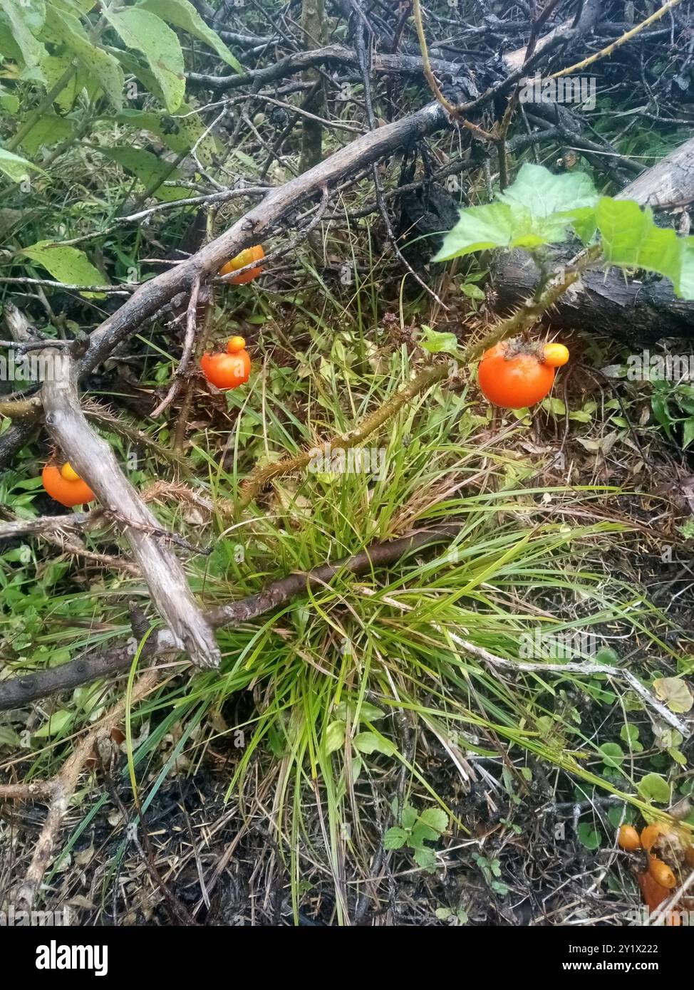 Cockroach Berry (Solanum capsicoides) Plantae Stock Photo - Alamy