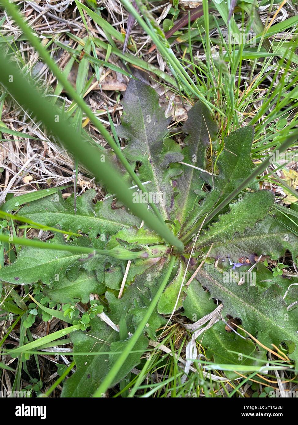 Common Cat's-ear (Hypochaeris radicata) Plantae Stock Photo - Alamy