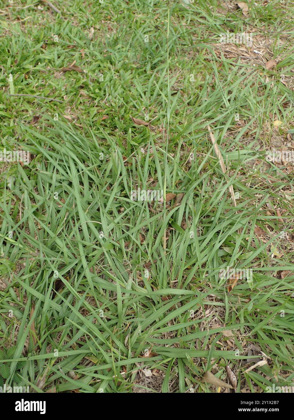 Taranui (Paspalum orbiculare) Plantae Stock Photo - Alamy