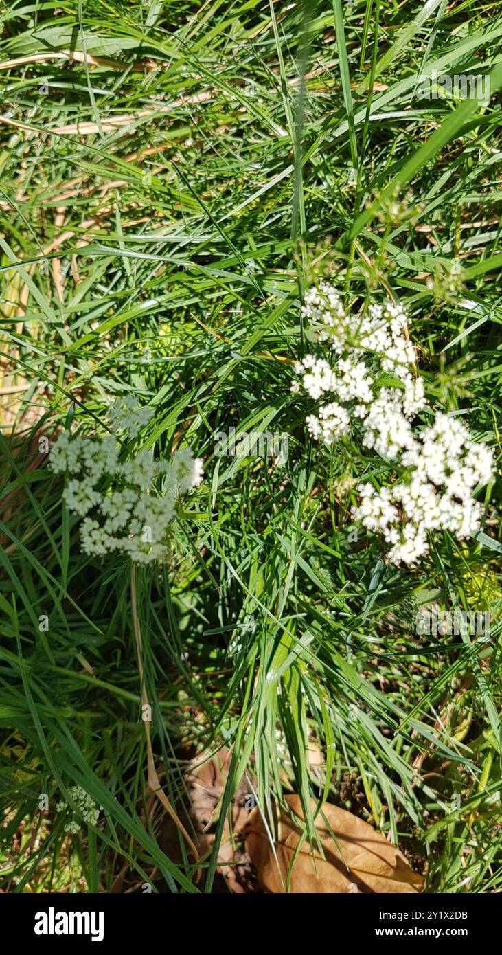 Pignut (Conopodium majus) Plantae Stock Photo - Alamy