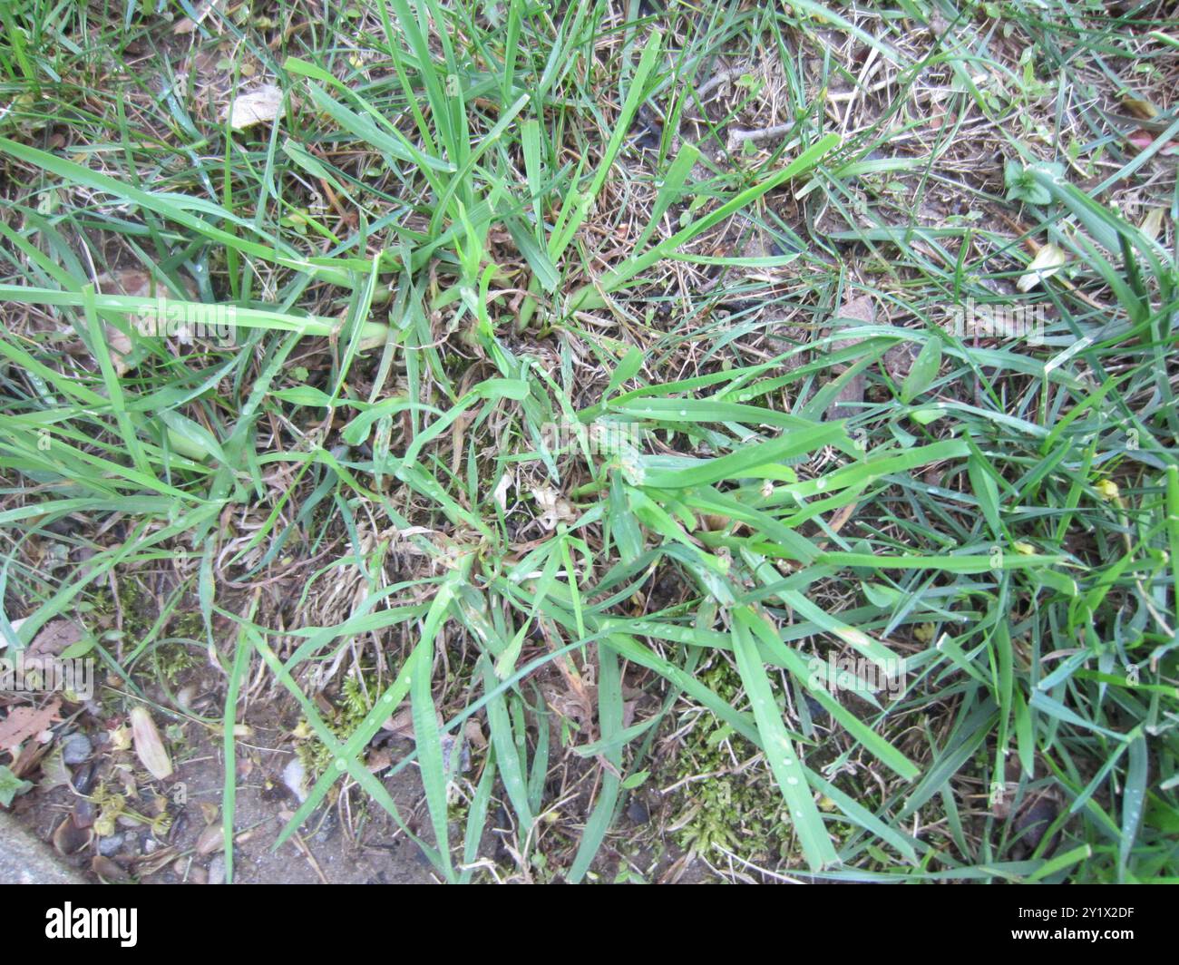 grasses (Poaceae) Plantae Stock Photo - Alamy