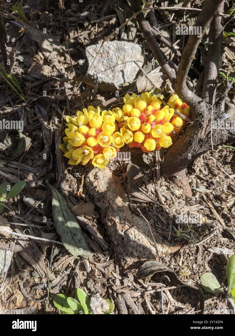 Yellow Cytinus (Cytinus hypocistis) Plantae Stock Photo - Alamy