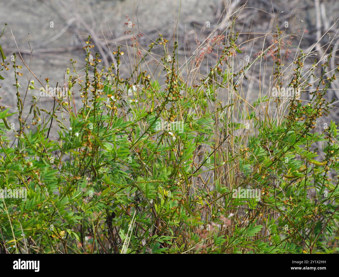 South African hoarypea (Tephrosia noctiflora) Plantae Stock Photo - Alamy