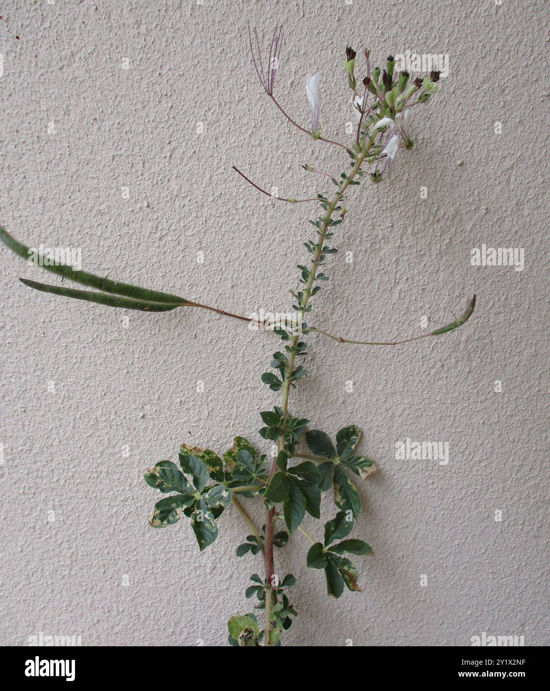 Spiderwisp (Cleome gynandra) Plantae Stock Photo - Alamy