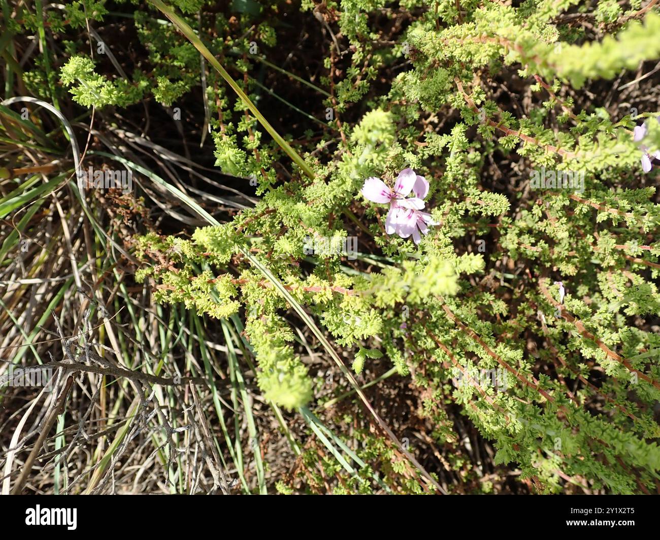 Lemon-scented Geranium (Pelargonium crispum) Plantae Stock Photo - Alamy