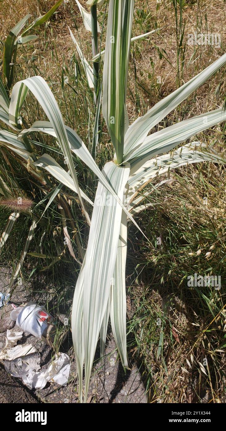 Spanish reed (Arundo donax versicolor) Plantae Stock Photo - Alamy