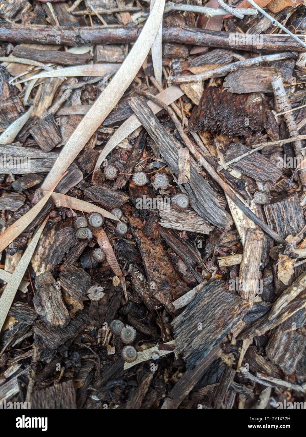 dung-loving bird's nest fungus (Cyathus stercoreus) Fungi Stock Photo ...