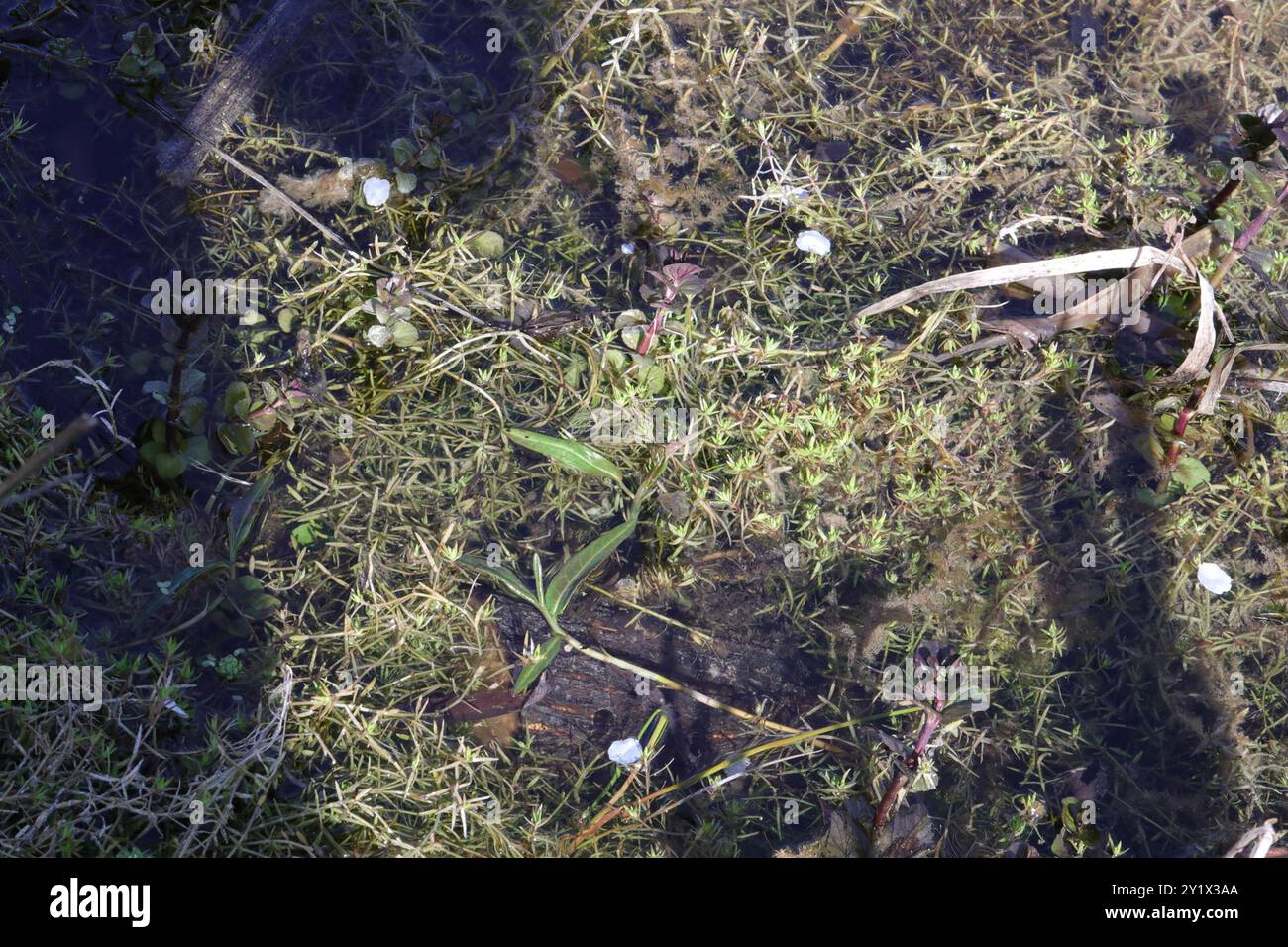 water smartweed (Persicaria amphibia) Plantae Stock Photo - Alamy