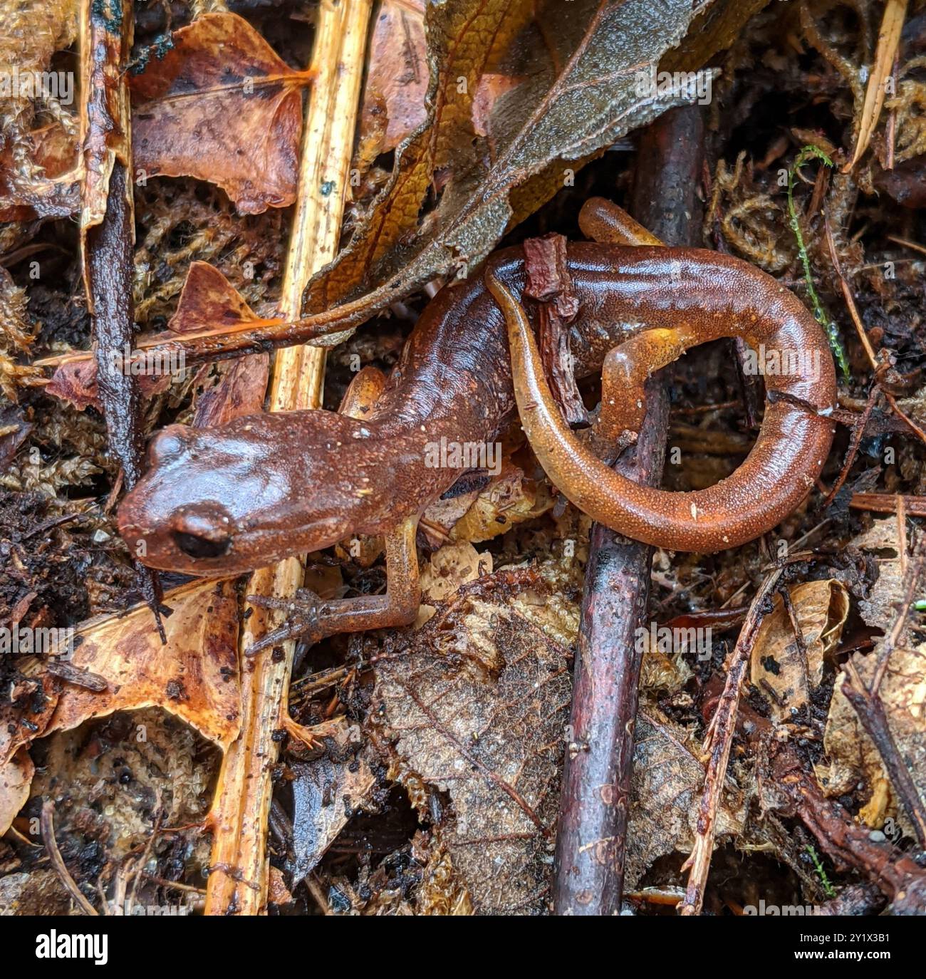 Ensatina (Ensatina eschscholtzii) Amphibia Stock Photo - Alamy