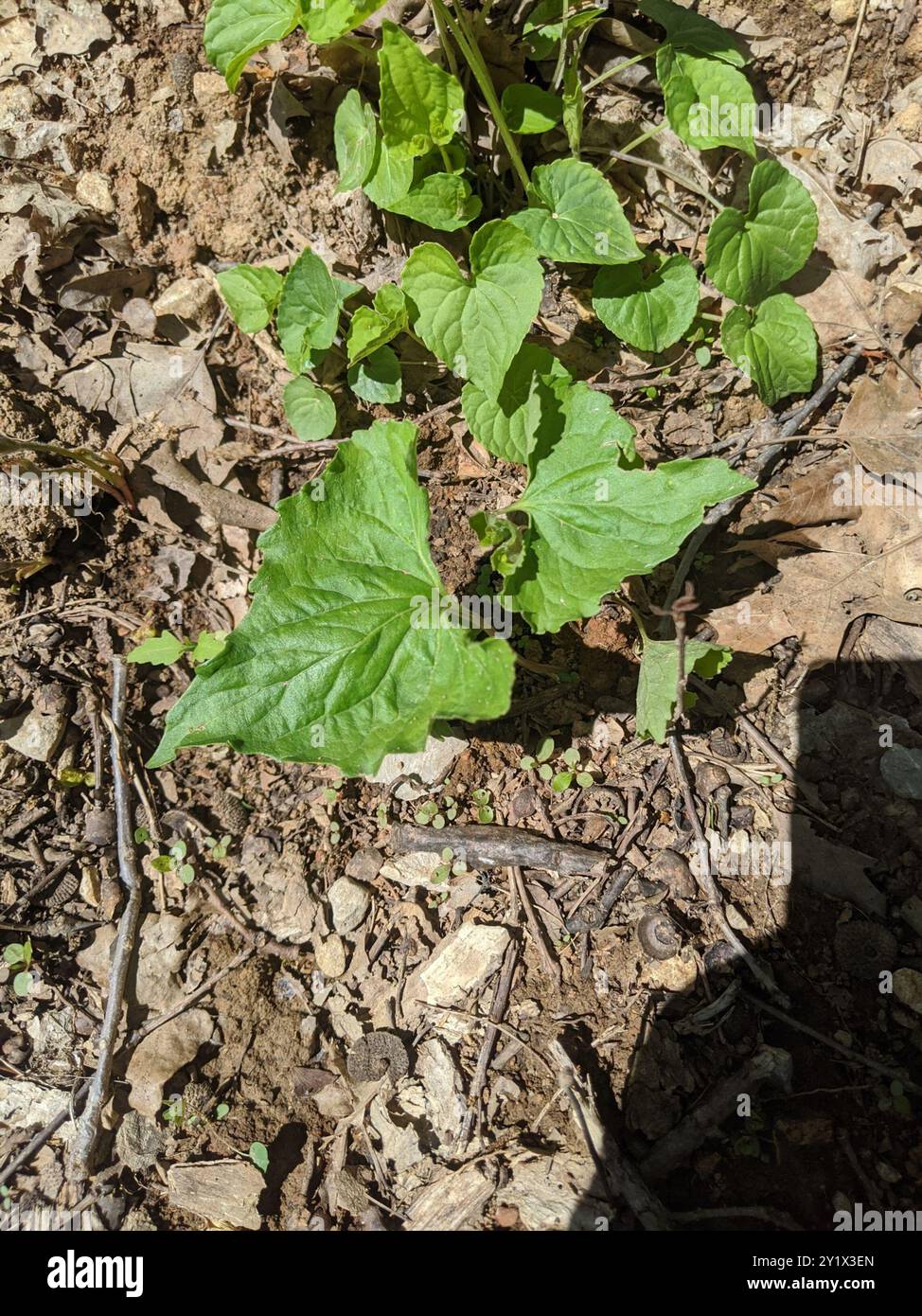 white rattlesnake root (Nabalus albus) Plantae Stock Photo - Alamy