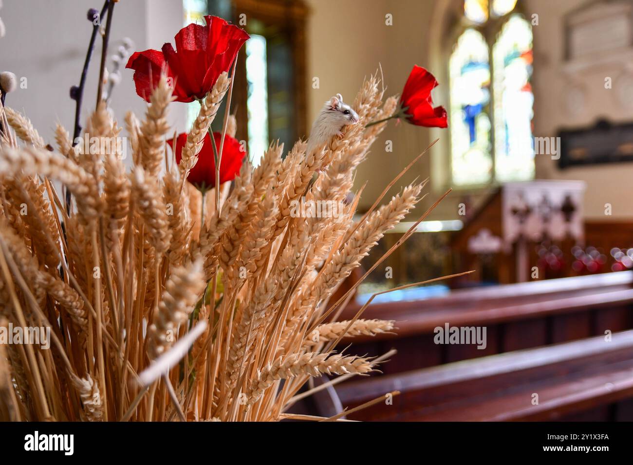Wimple church moues Stock Photo - Alamy