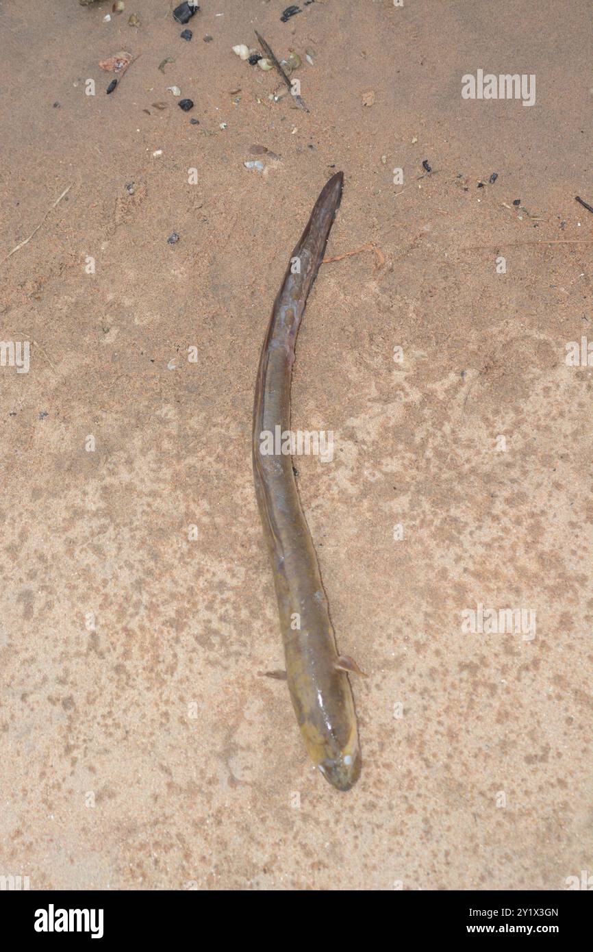 Asian Swamp Eel (Monopterus albus) Actinopterygii Stock Photo - Alamy