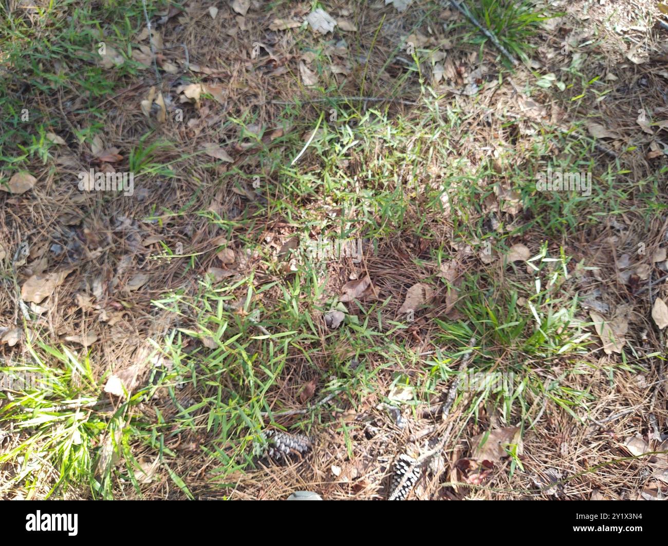 bristlegrasses, rosette grasses, barnyard grasses, and allies (Paniceae ...