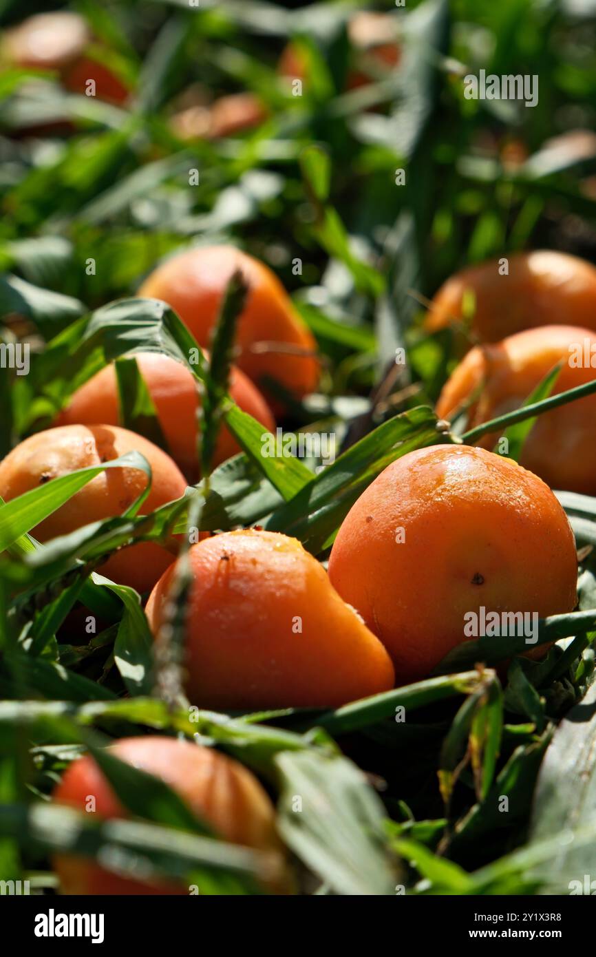 Jelly palm fruits on green grass in the garden. Butia capitata. Close ...