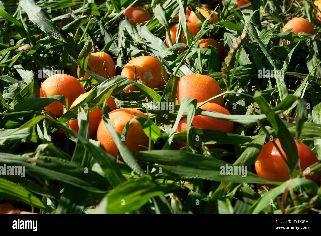 Jelly palm fruits on green grass in the garden. Butia capitata. Close ...