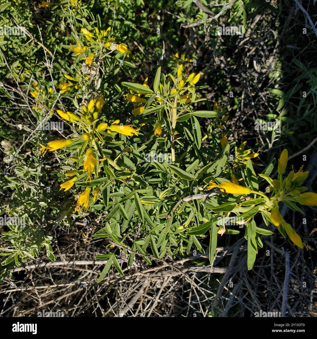 Bladderpod (Cleomella arborea) Plantae Stock Photo - Alamy