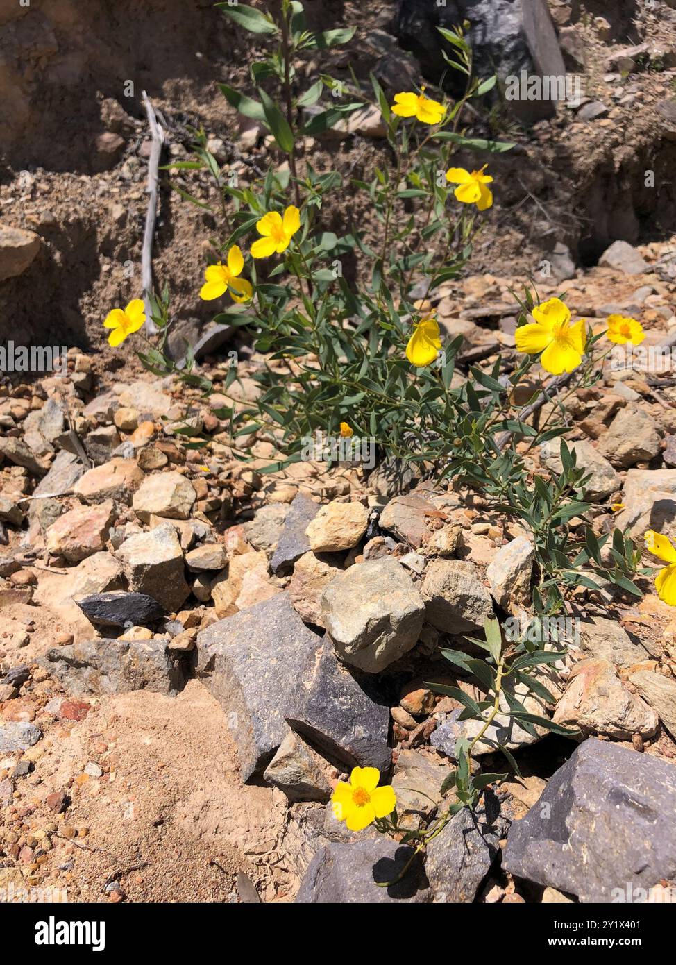 Bush Poppy (Dendromecon rigida) Plantae Stock Photo - Alamy