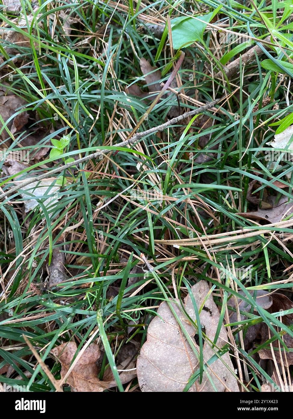 Dwarf Lily-turf (Ophiopogon japonicus) Plantae Stock Photo - Alamy
