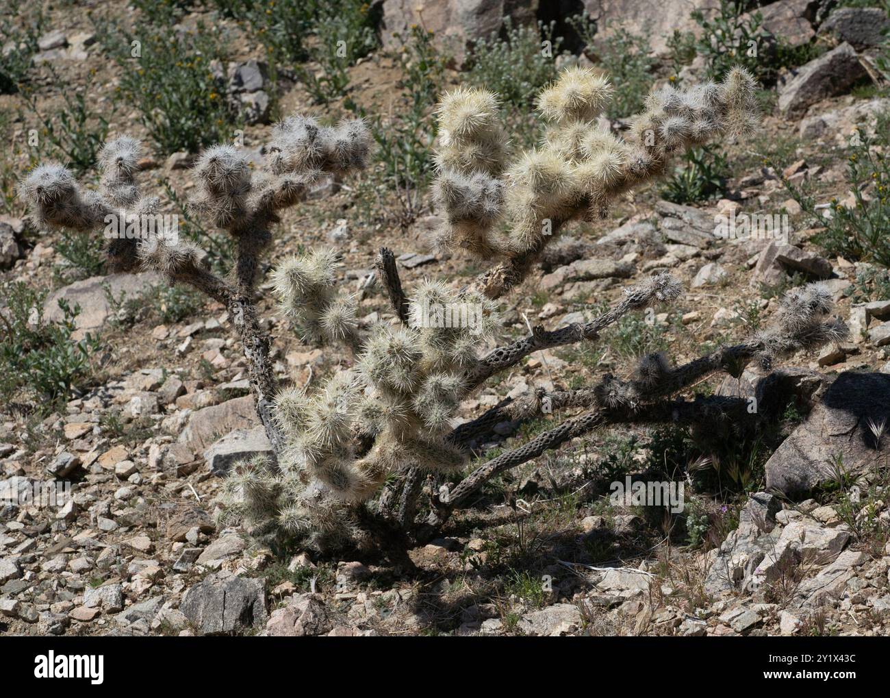 Silver Cholla (Cylindropuntia echinocarpa) Plantae Stock Photo - Alamy