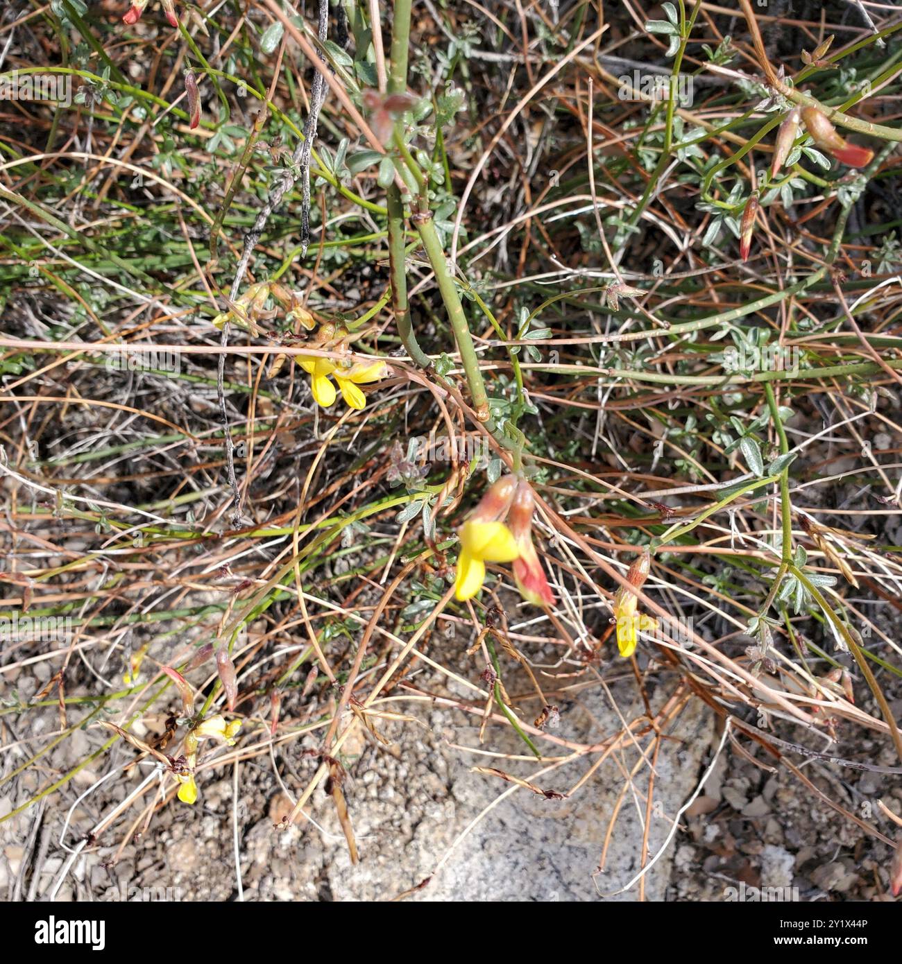 shrubby deervetch (Acmispon rigidus) Plantae Stock Photo - Alamy