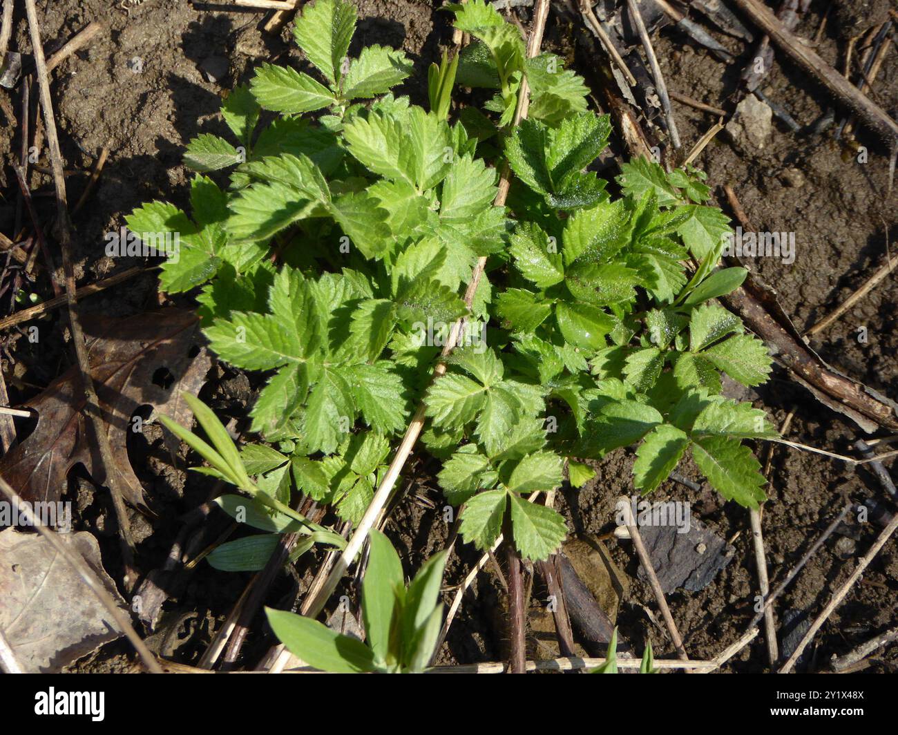 brambles, roses, strawberries, and allies (Rosoideae) Plantae Stock ...