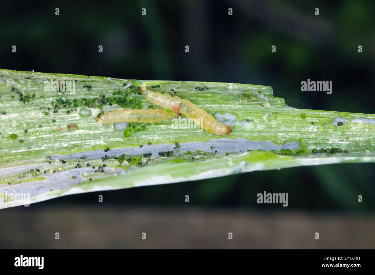 Onion leaf damaged by leek moth or onion leaf miner (Acrolepiopsis ...