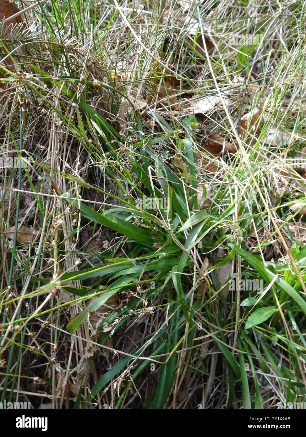 Hairy Woodrush (Luzula pilosa) Plantae Stock Photo - Alamy